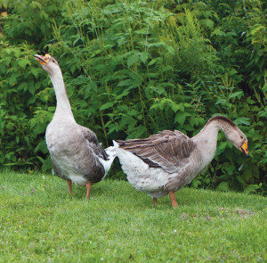 Get to Know Domestic Geese - Backyard Poultry